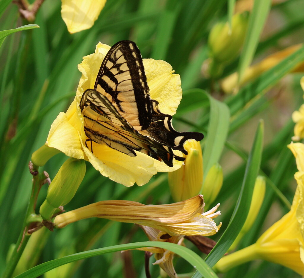 Midsummer Tiger Swallowtail from 10 Hale Hill Rd, Rindge, NH 03461, USA ...