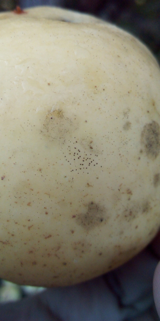 Flyspeck from 90355, Lithuania on October 04, 2019 at 06:28 PM by ...