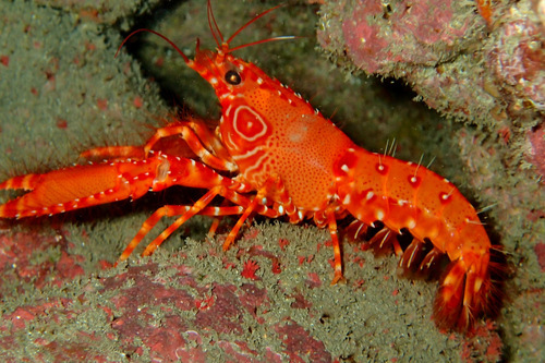 flaming reef lobster (Enoplometopus antillensis) · iNaturalist
