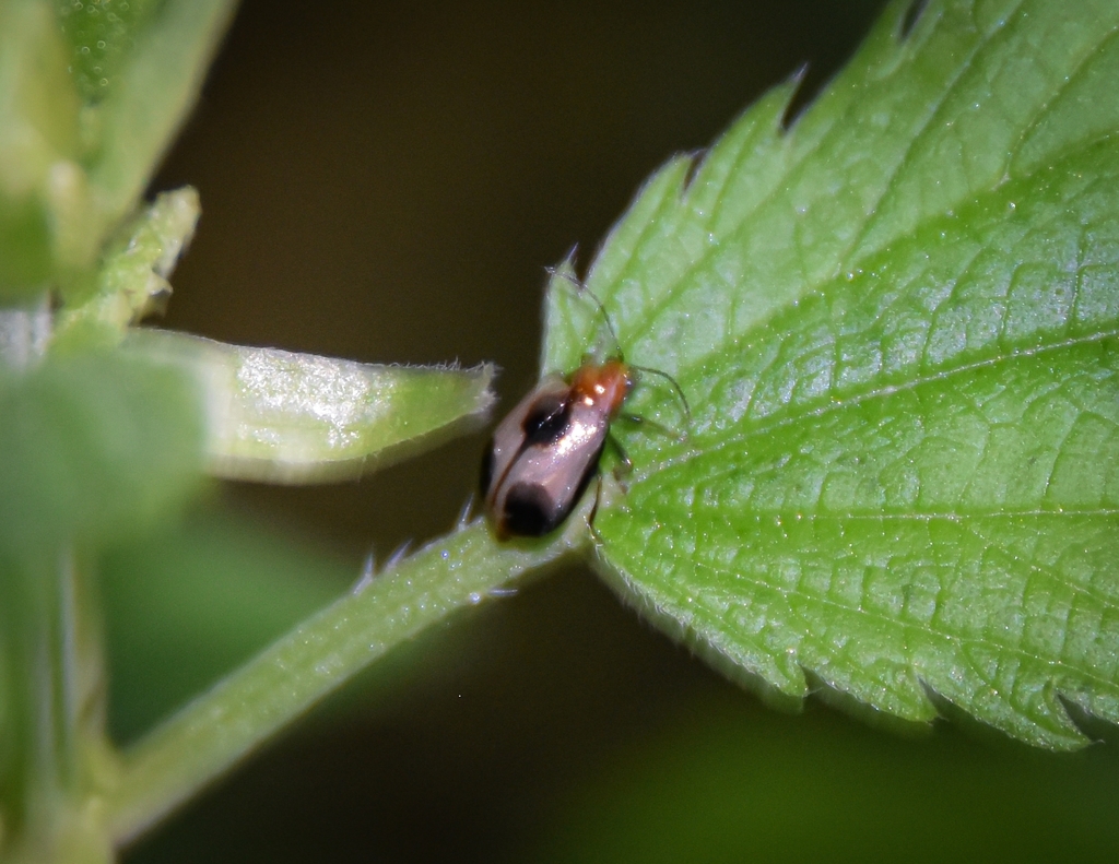 Paridea angulicollis from Azumi, Matsumoto, Nagano 390-1520, Japan on ...