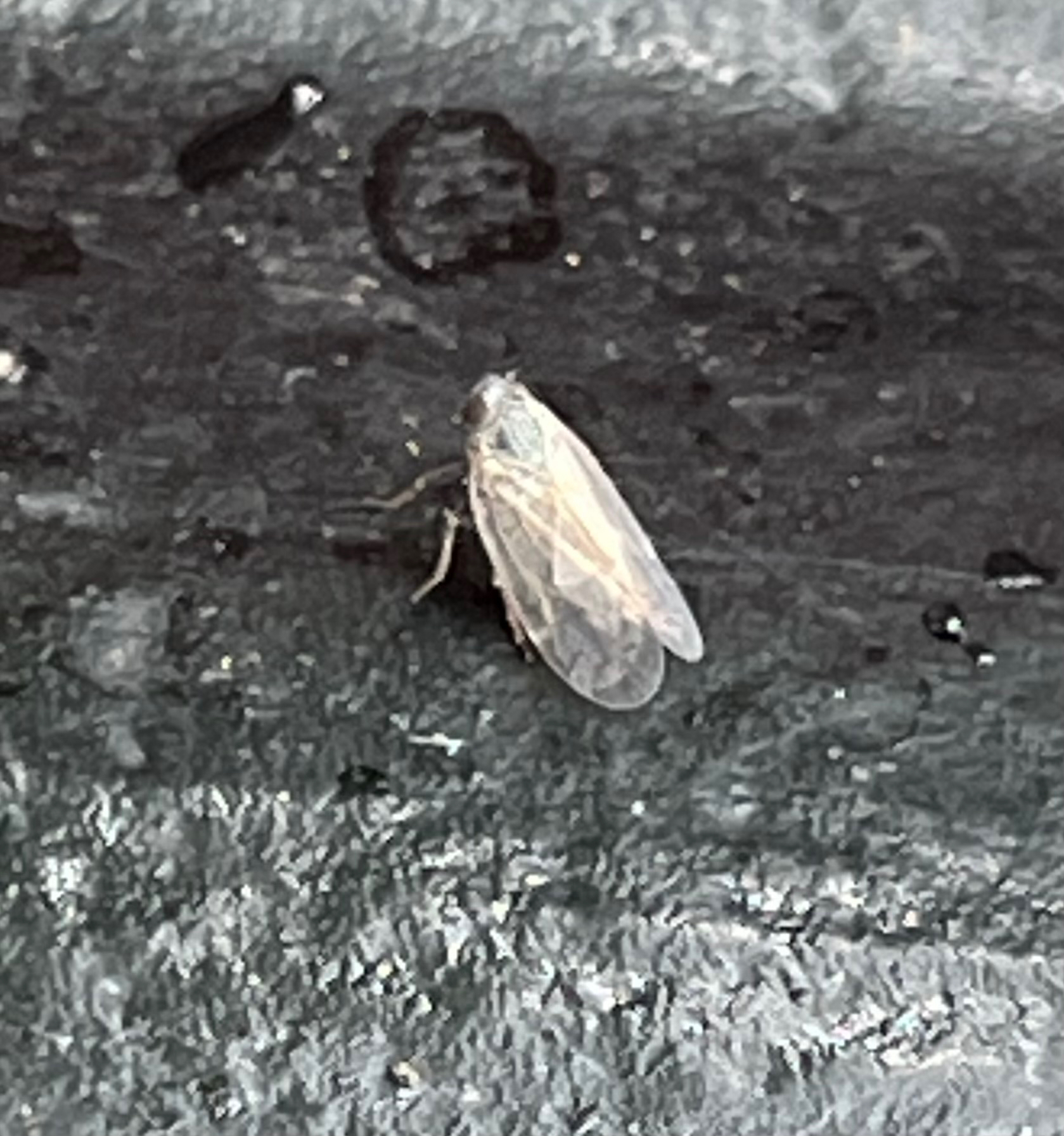 Reptalus quinquecostatus | Insect Vectors of Plant Disease
