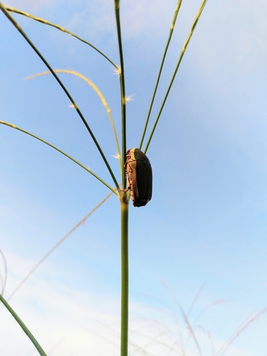 Pachnoda vossi · iNaturalist