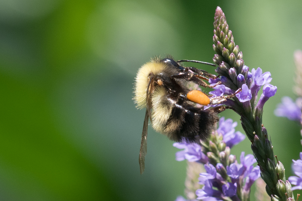 Perplexing Bumble Bee from home on July 05, 2025 at 01:44 PM by ...