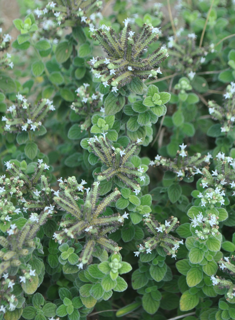 Syrian oregano (Origanum syriacum) - Botanical Realm