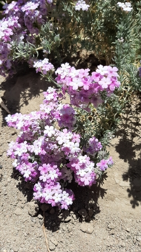 Junellia clavata · iNaturalist