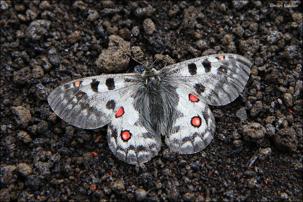 Phoebus Apollo from Мильковский р-н, Камчатский край, Россия on August ...