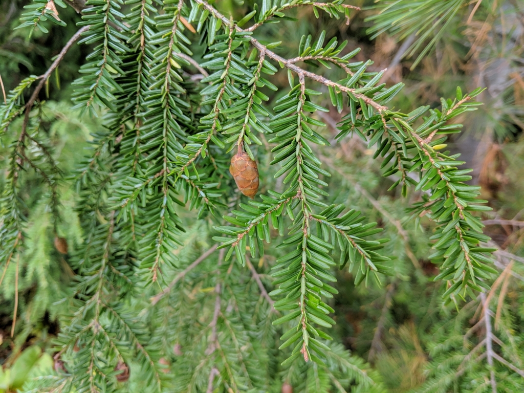 eastern hemlock from Haliburton, Algonquin Provincial Park, CA-ON, CA ...
