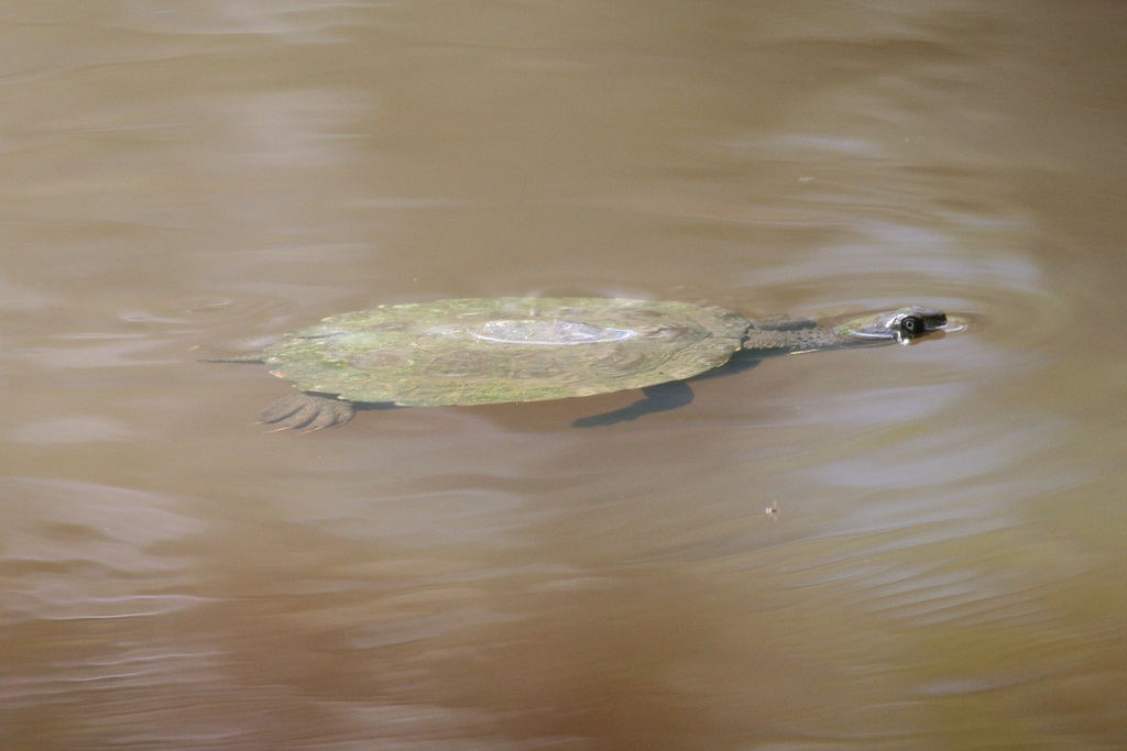 Common Snake-necked Turtle from Baldersleigh, New South Wales ...