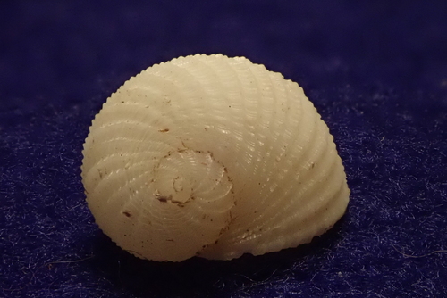 Vanikoro plicata · iNaturalist