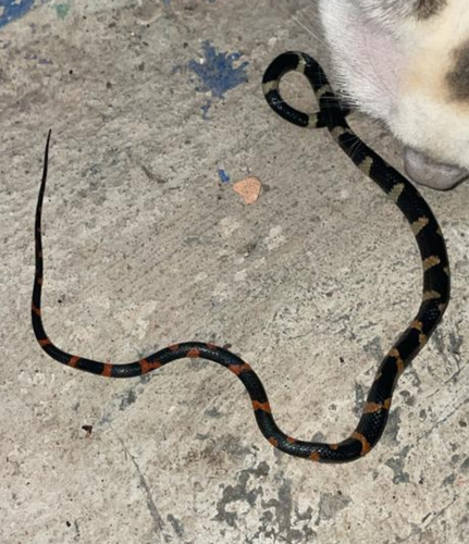 Forest Flame Snake (Oxyrhopus petolarius) - Snakes and Lizards