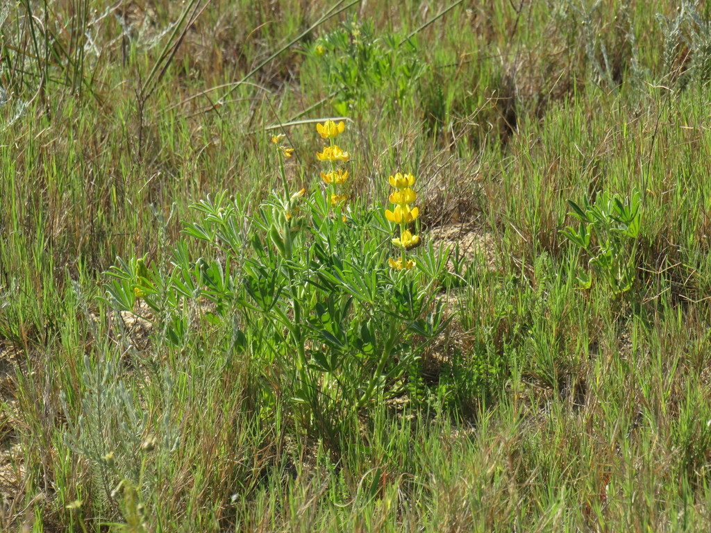 European yellow lupine (Lupinus luteus) - Botanical Realm