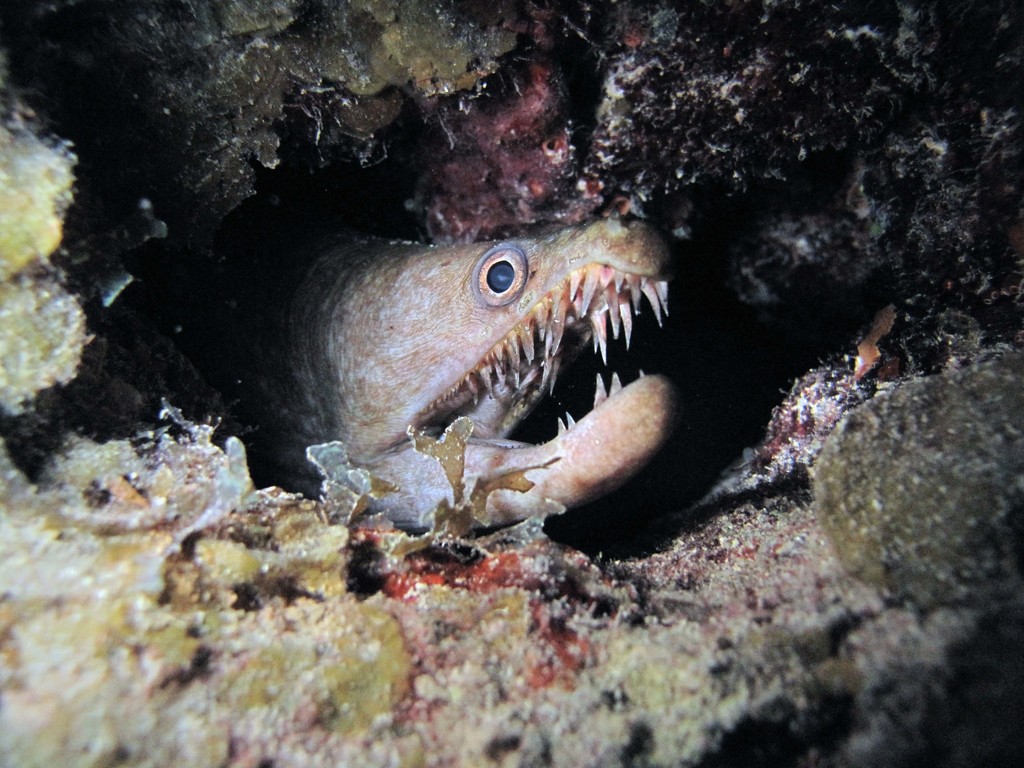 Viper Moray (Enchelycore nigricans) - Marine Life Identification