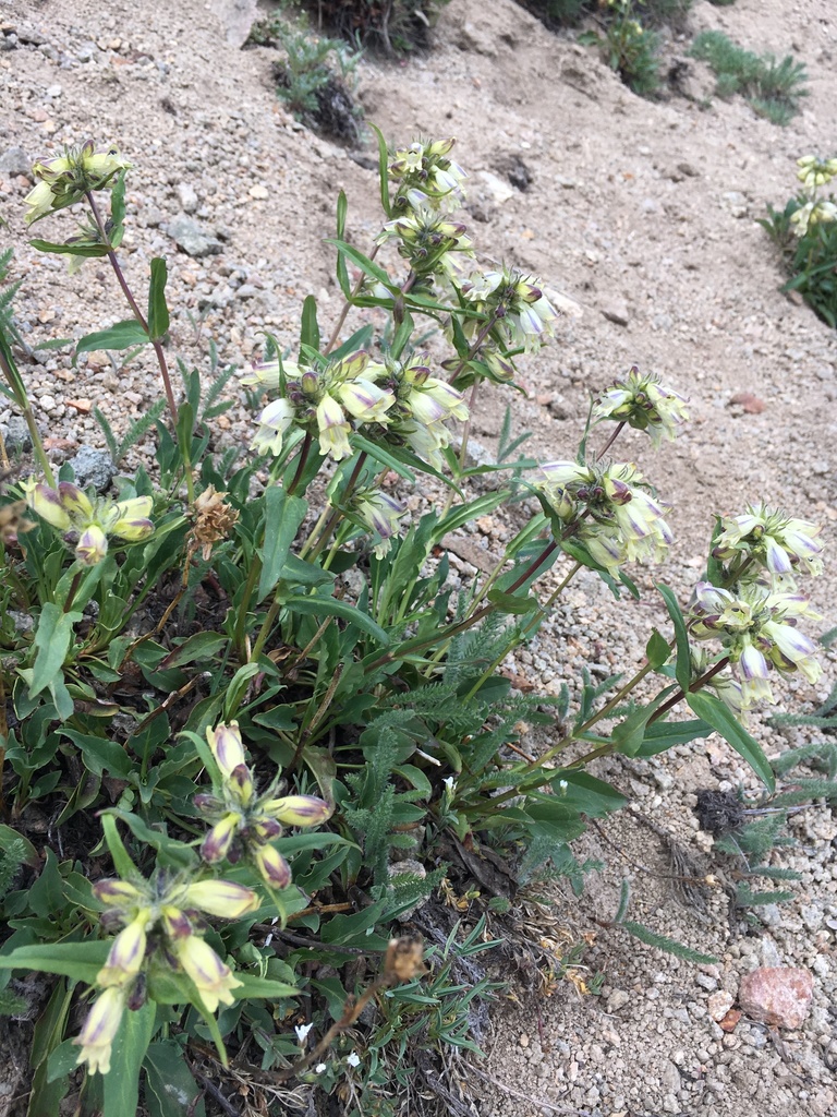 Whipple's penstemon from Grand, Colorado, United States on July 8, 2017 ...