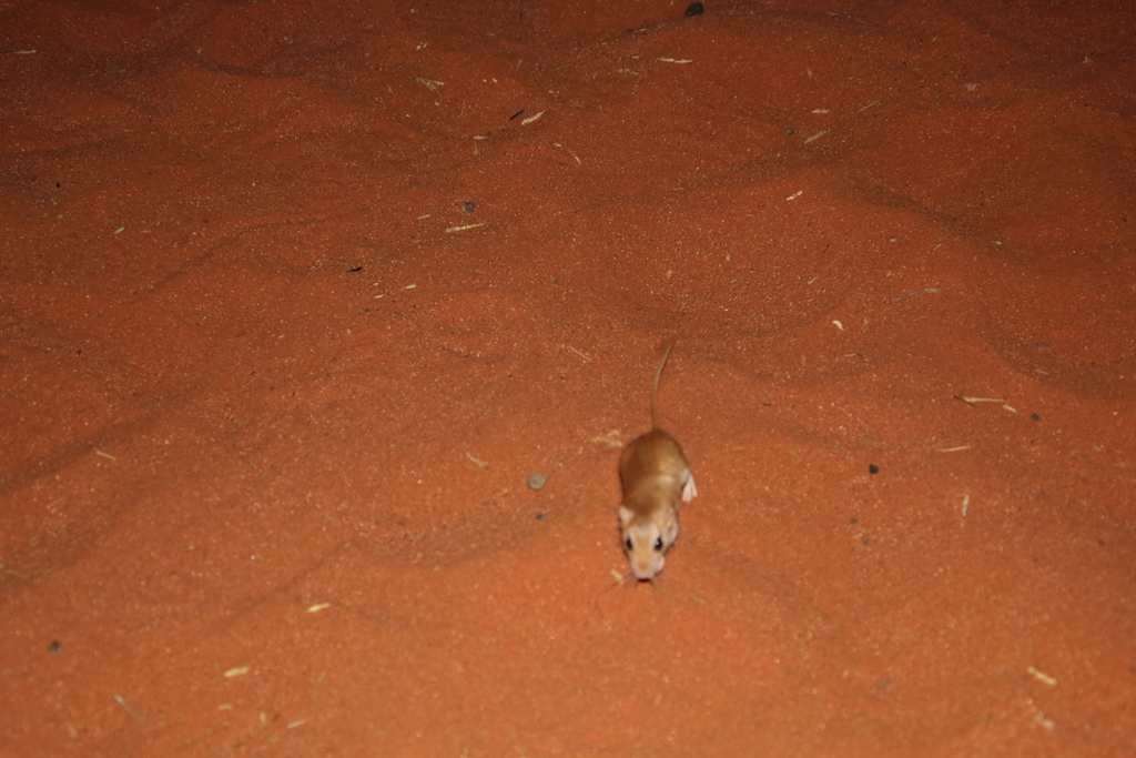 Pigmy Gerbil from Hardap, Namibië on July 25, 2019 at 05:57 PM by Eric ...