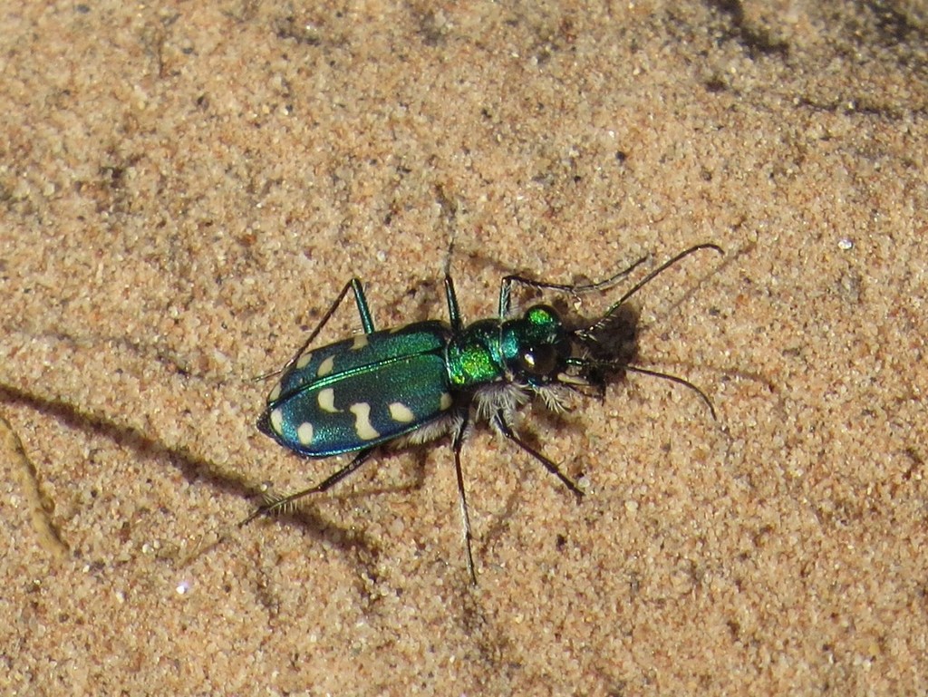 Maricopa Tiger Beetle (Hassayampa Ecosystems BioBlitz 2022 Species ...