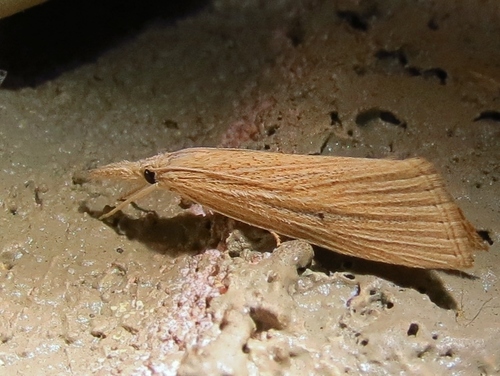 Tribe Chiloini · iNaturalist