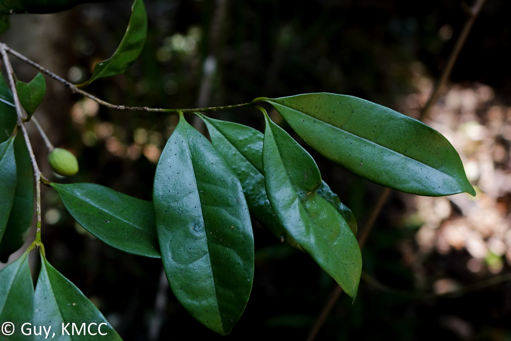 (Noronhia gracilipes) - Botanical Realm