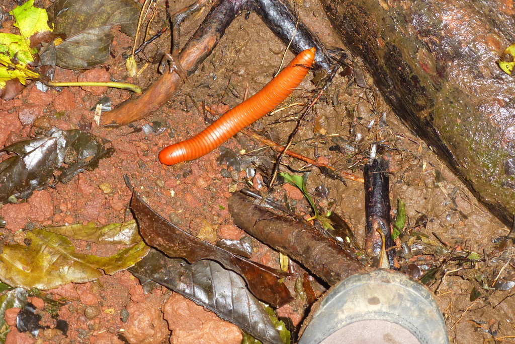 Spineplate Millipedes from Guanacaste Province, Costa Rica on March 3 ...