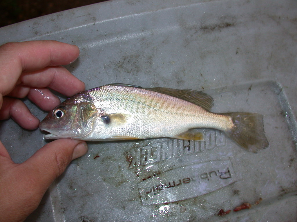 Atlantic Croaker from Charleston County, SC, USA on October 15, 2007 by ...