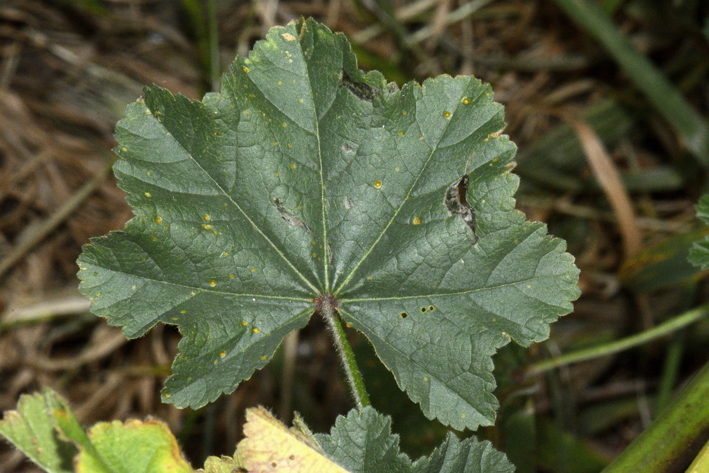 cheeseweed mallow (Plants of Rosewood Nature Study Area) · iNaturalist