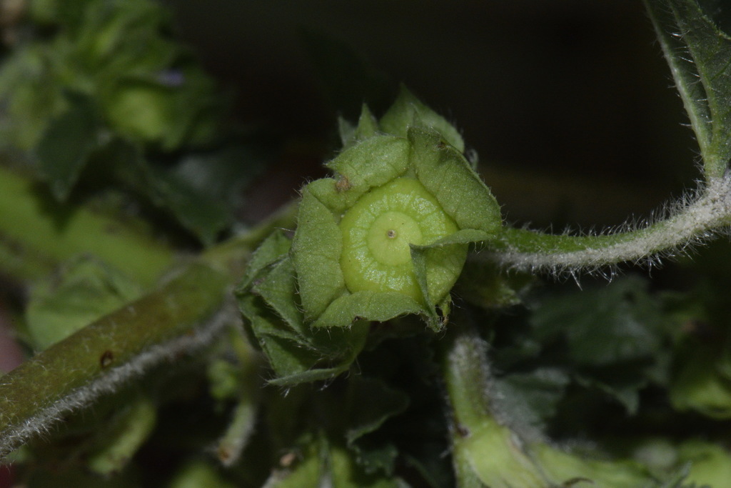 cheeseweed mallow (Plants of Rosewood Nature Study Area) · iNaturalist