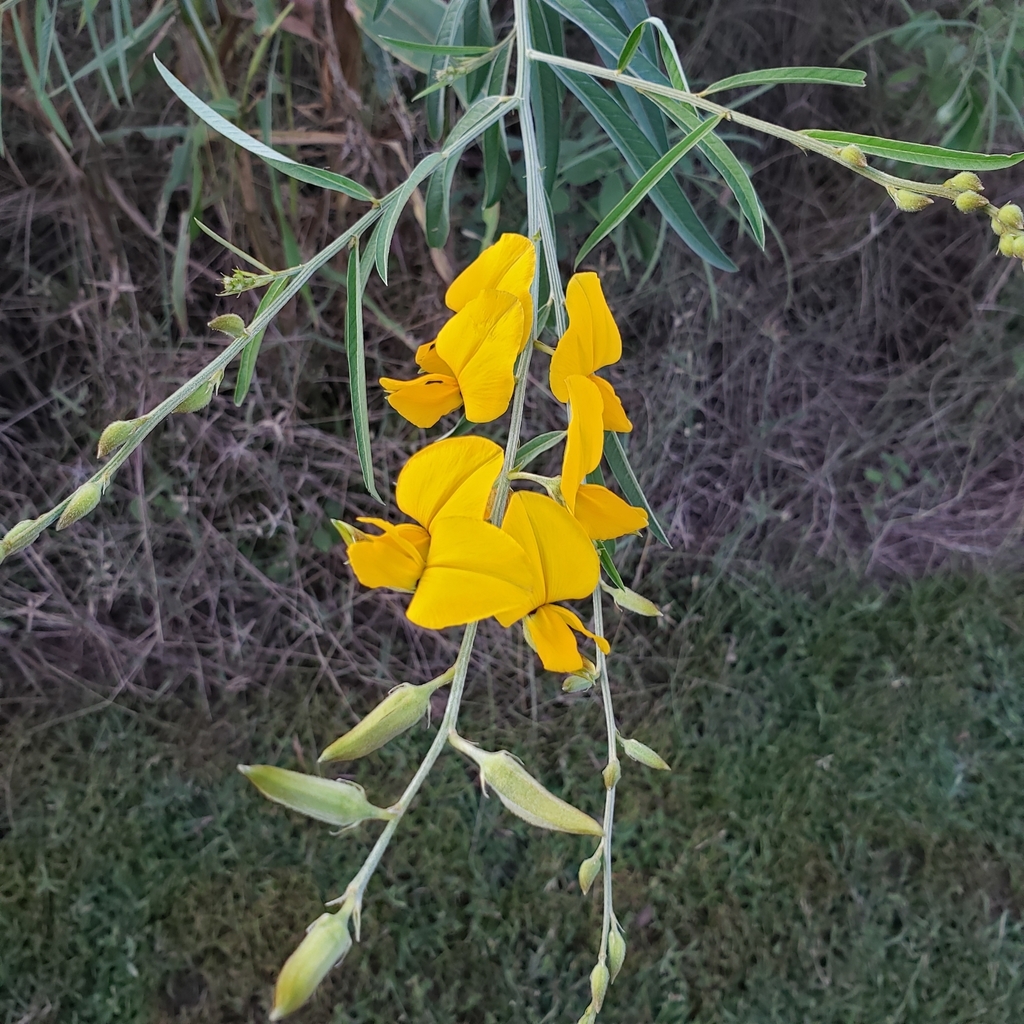 Rattlepods from Hillsborough County, US-FL, US on October 04, 2019 at ...