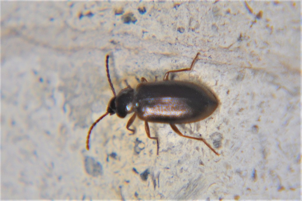 Anaedus desde Fraccionamiento Vista Real, Corregidora, Qro., México el ...