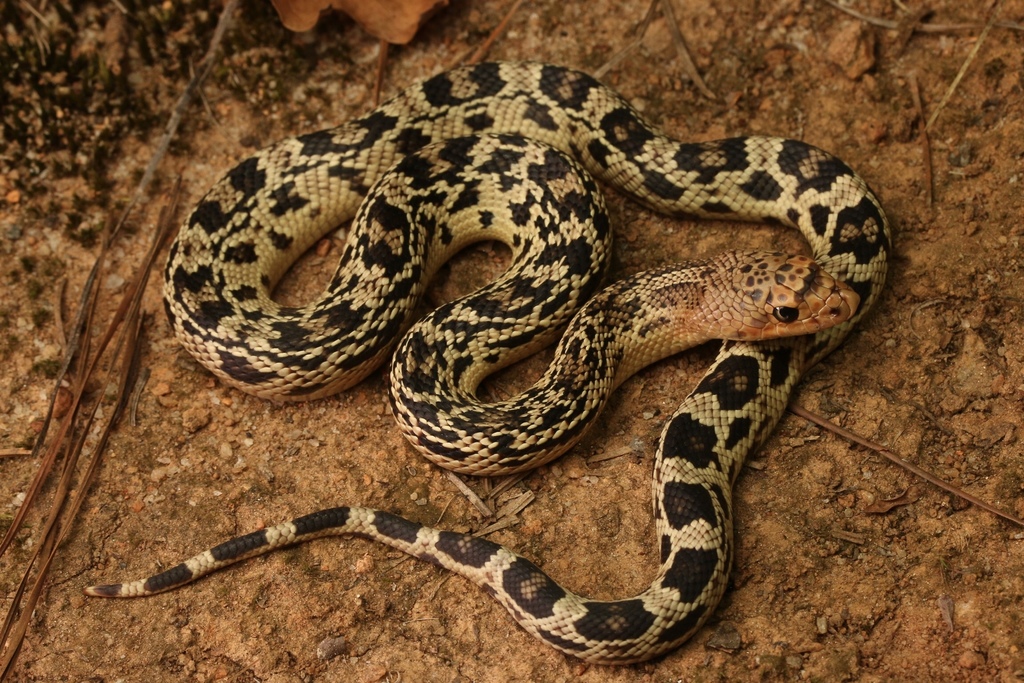 Northern Pine Snake in October 2019 by Zach Lim. Location withheld as ...