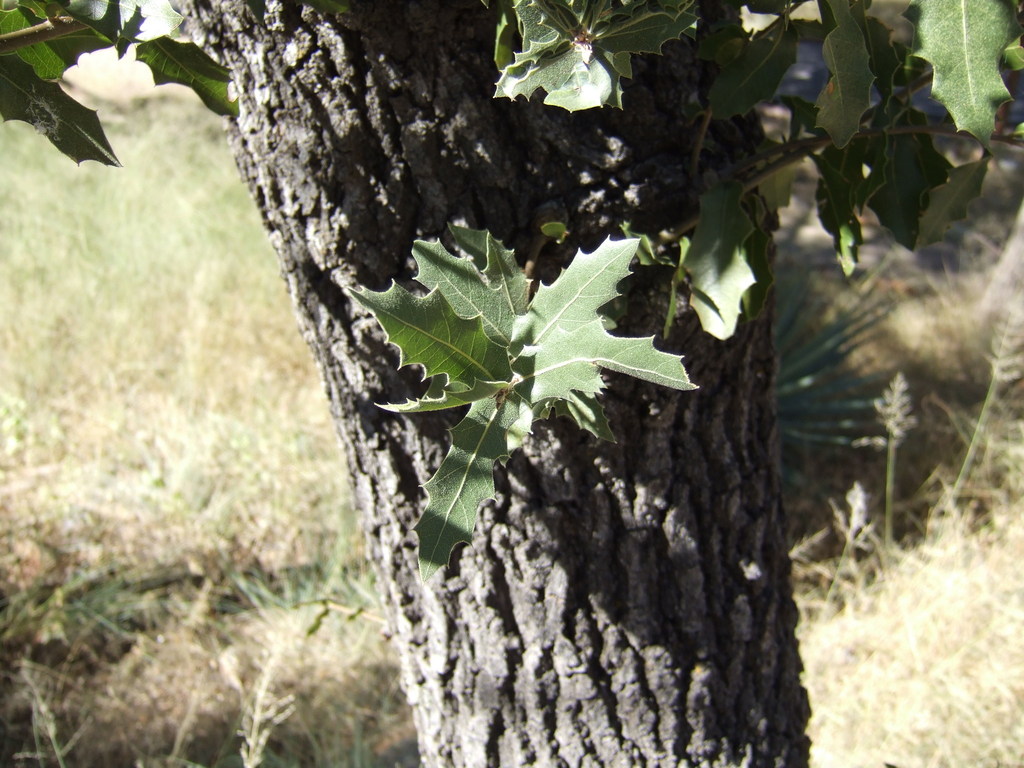 Emory oak (Quercus emoryi) - Botanical Realm