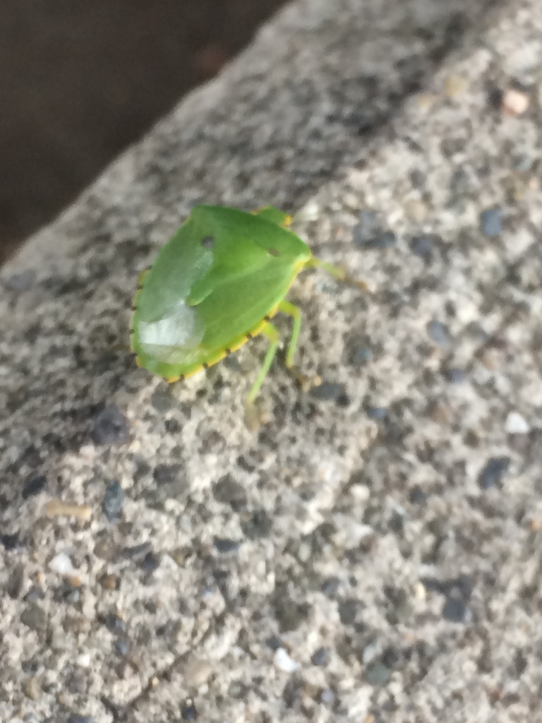 Green Stink Bug from Rogers Playground, Seattle, WA, US on October 04 ...