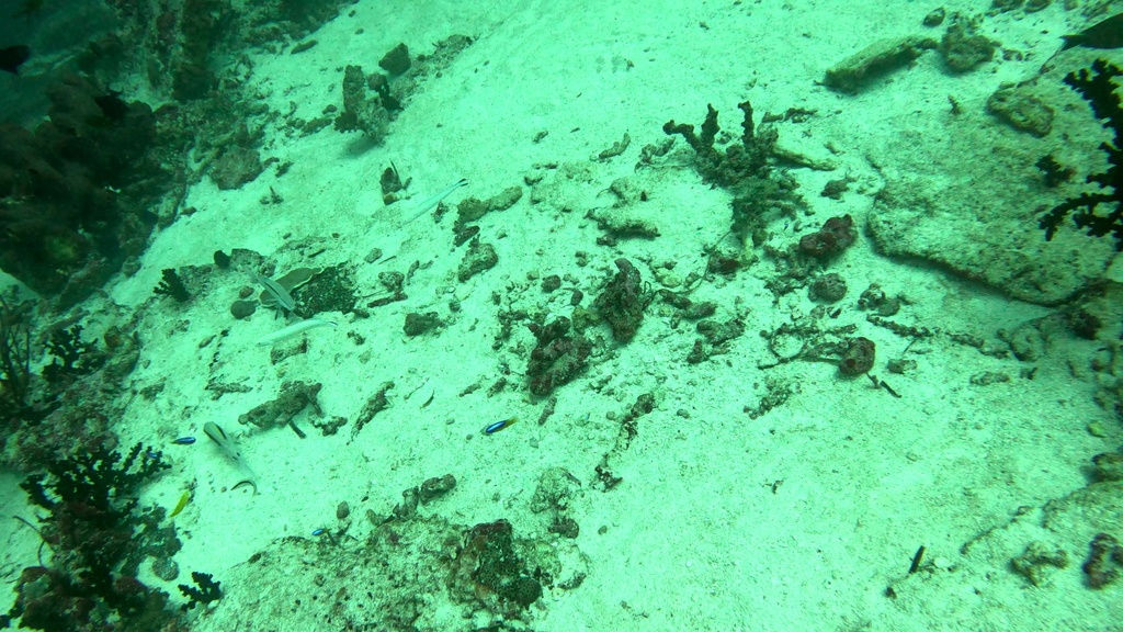 Flagtail Blanquillo from Seram Bagian Timur, Maluku, Indonesia on ...