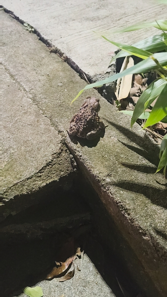 Old World Toads from 中国贵州省 on July 3, 2025 at 11:48 PM by kbbl ...