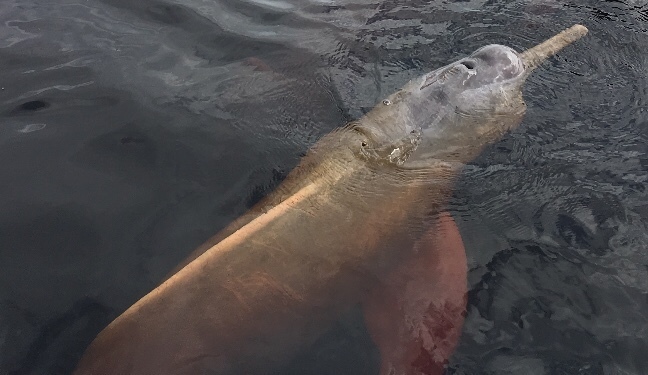 Boto in October 2019 by raphael_fennimore · iNaturalist
