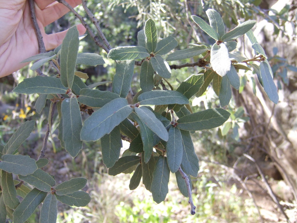 gray oak (Quercus grisea) - Botanical Realm
