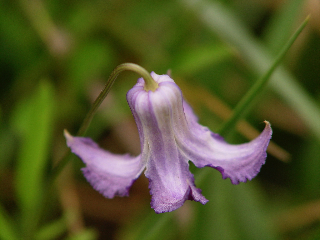 Swamp Leatherflower (Herbaceous Vines of Appalachia) · iNaturalist