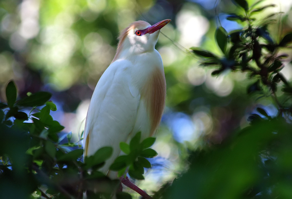 Cattle Egret from Bird Sanctuary, Campus, Dallas, TX 75390, USA on ...