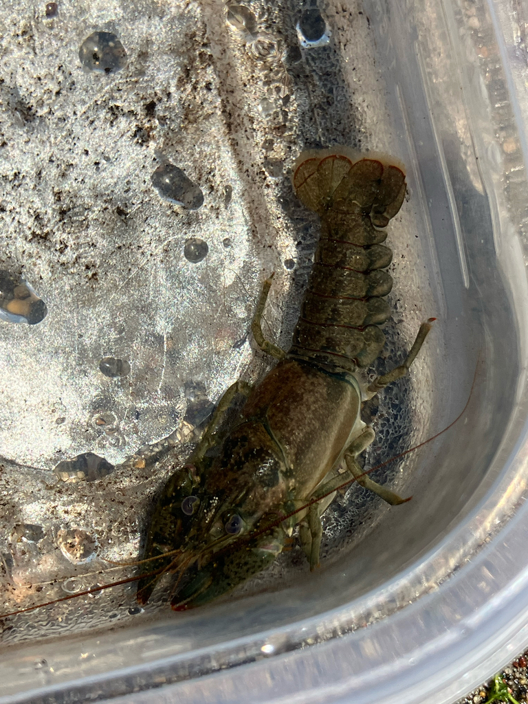 Virile Crayfish from W Lake Harriet Pkwy, Minneapolis, MN, US on July ...