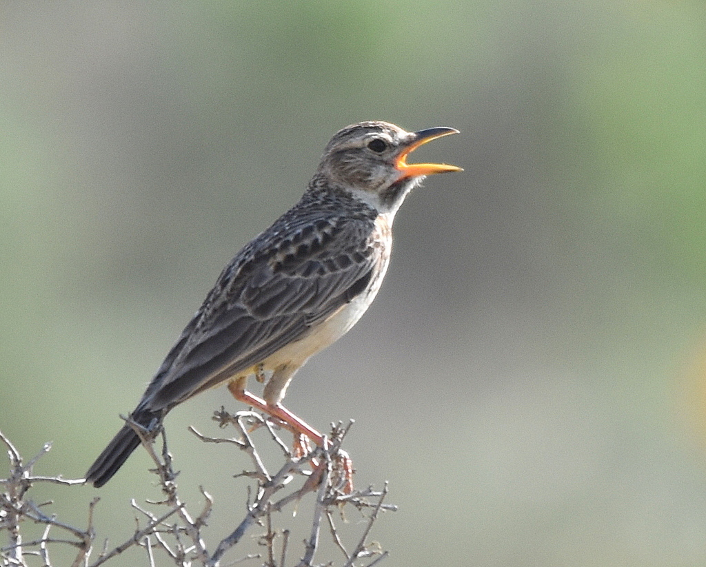Large-billed Lark (Pauline Bohnen) · iNaturalist
