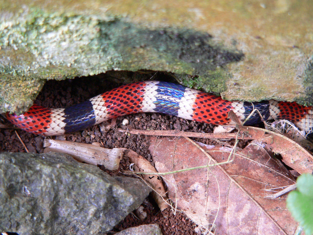 Allen's Coral Snake (Reptiles of Costa Rica's Southern Caribbean ...