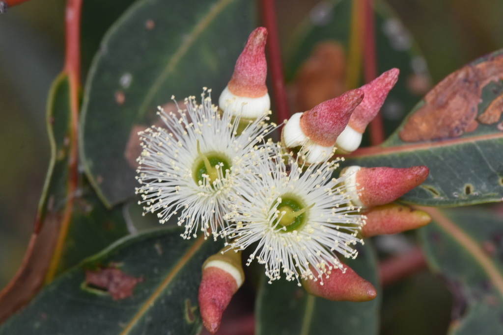 Jarrah (Eucalyptus marginata) - Botanical Realm
