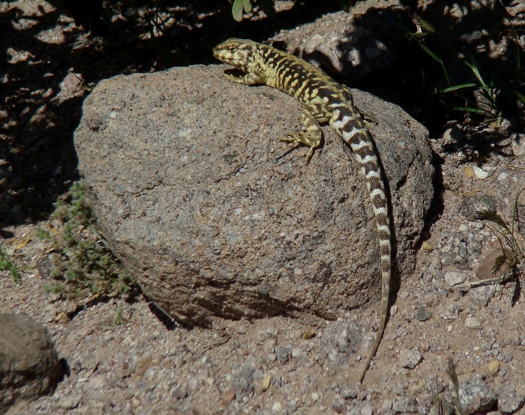 (Liolaemus messii) - Snakes and Lizards