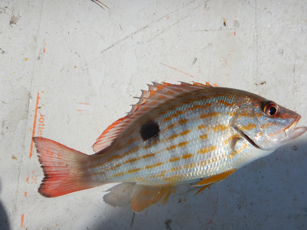 Lane Snapper in October 2019 by Ryan Watson · iNaturalist