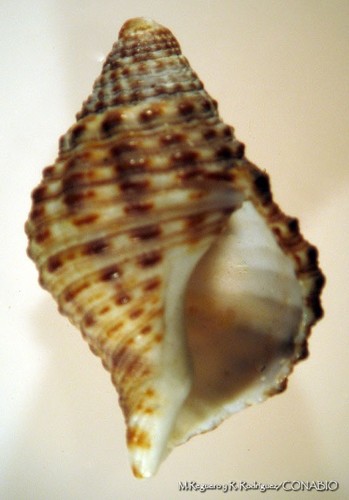 Cantharus gemmatus · iNaturalist