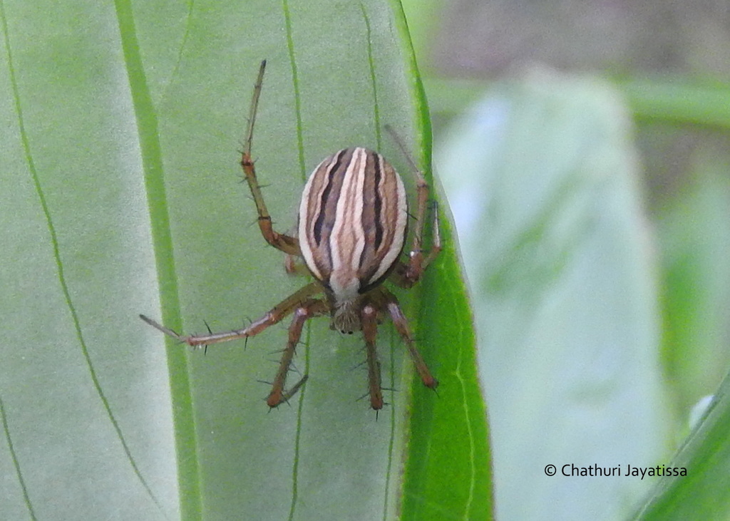 Neoscona molemensis (SPIDERS OF SRI LANKA) · BioDiversity4All
