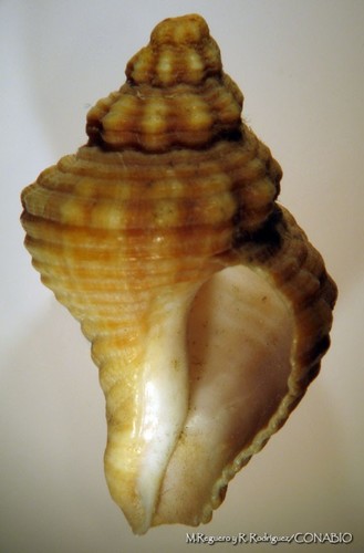 Cantharus pallidus · iNaturalist