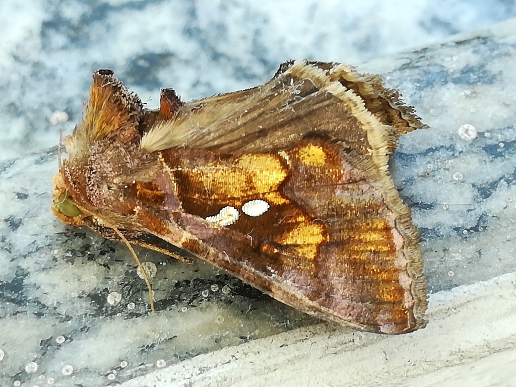 Tomato Looper (Lepidoptera (butterflies and moths) of the British ...
