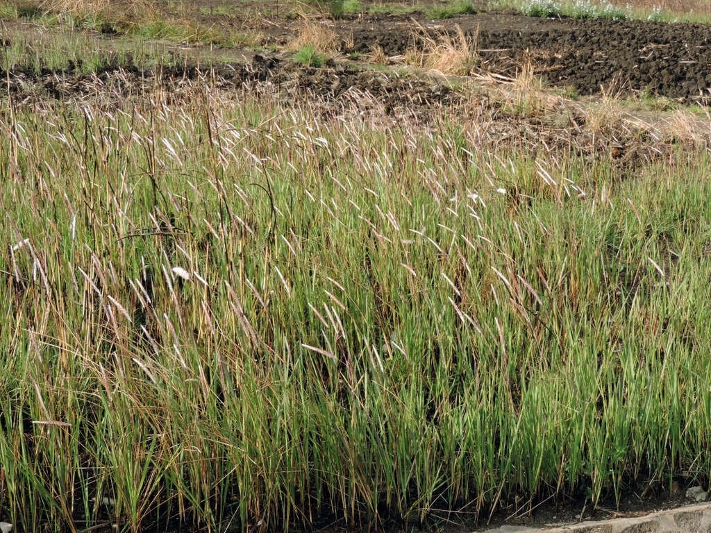 Cogon Grass from Newlands, Harare, Zimbabwe on October 04, 2019 at 04: ...
