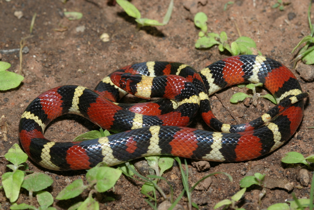 Scarlet Kingsnake (Lampropeltis elapsoides) - Snakes and Lizards