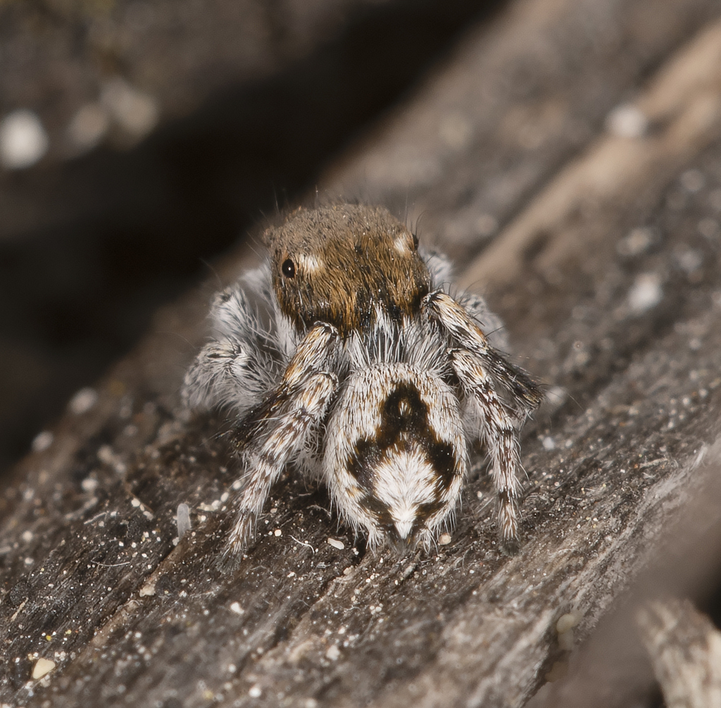 White-haired Peacock Spider from Coffin Bay SA 5607, Australia on ...