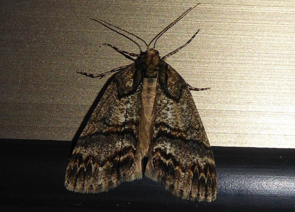 Chalastra ochrea from Macandrew Bay, Dunedin, New Zealand on October 3 ...